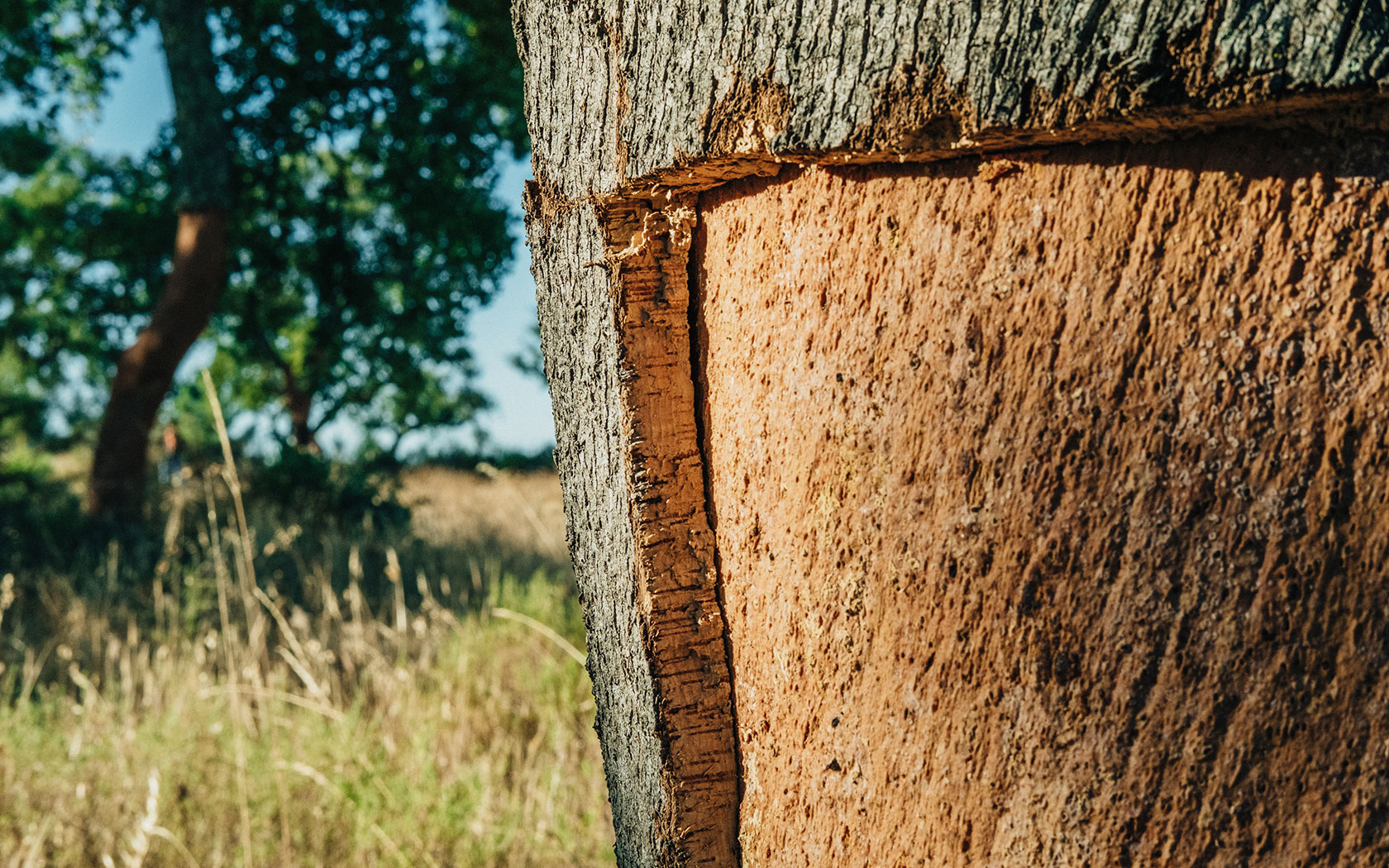 What is Cork | Why Cork > Corkeen by Amorim – Surfacing system for ...