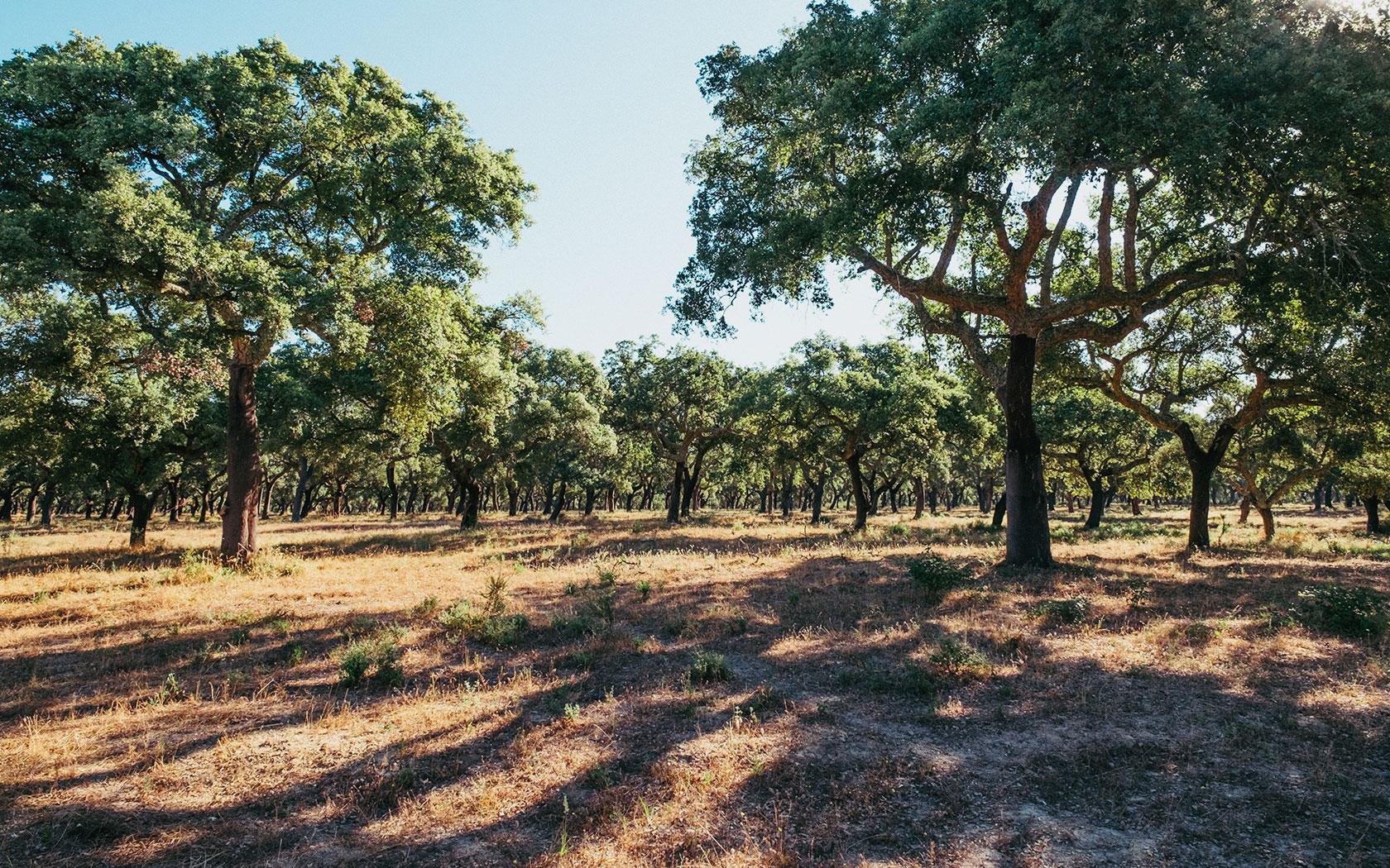 Cork Oak Forest | Why Cork > Corkeen by Amorim – Surfacing system for ...